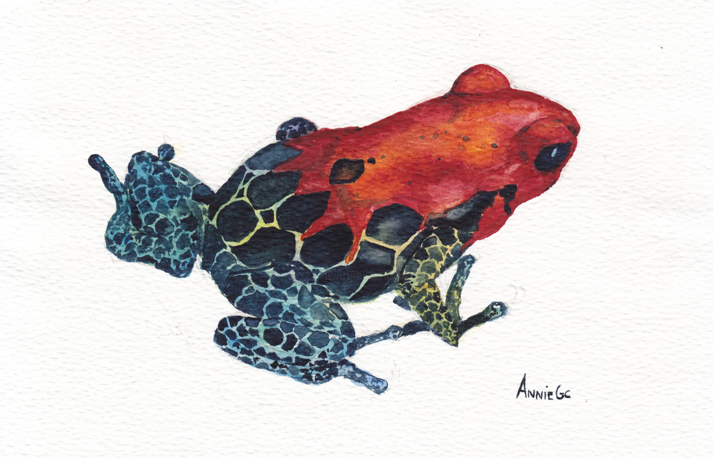 Red Poison Dart Frog, Painting by Anniegc | Artmajeur