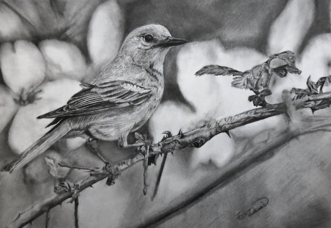 Bird On A Branch Drawing