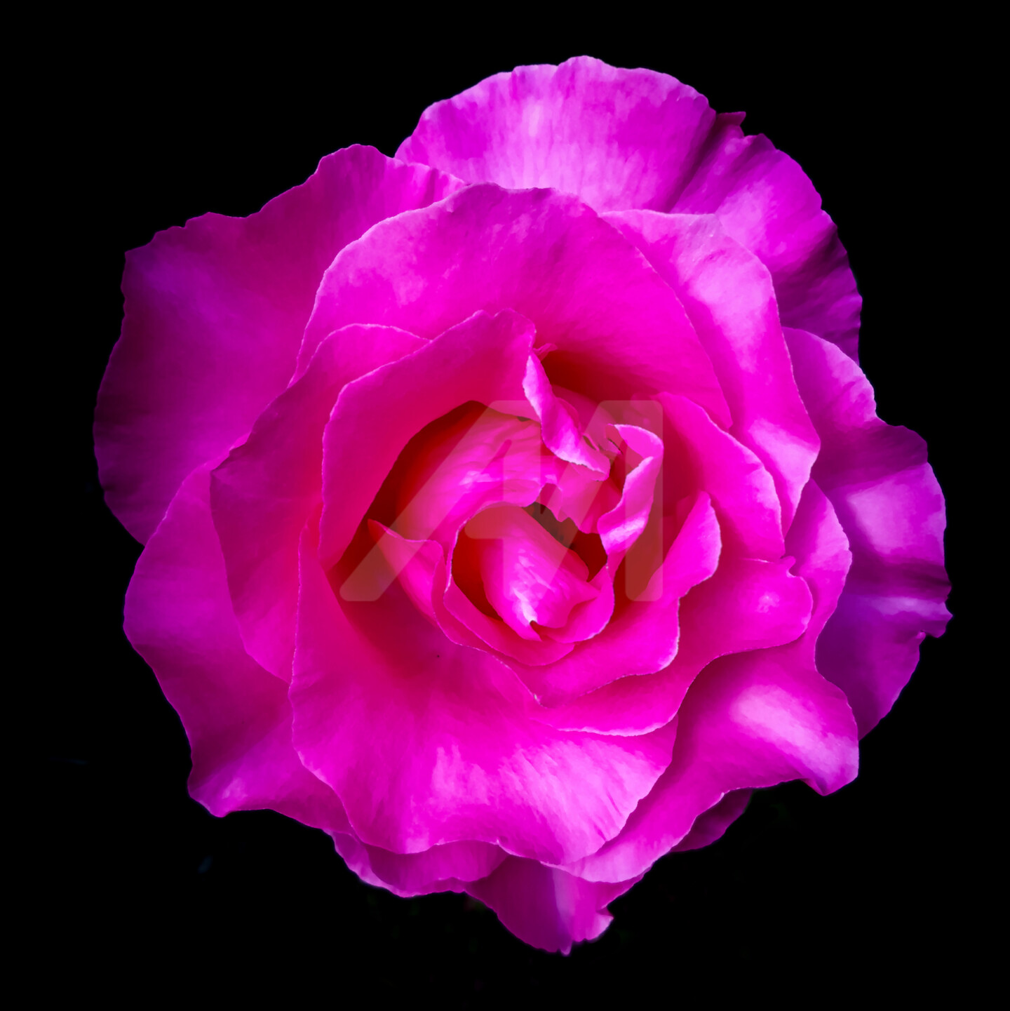 Hot Pink Rose Black Background
