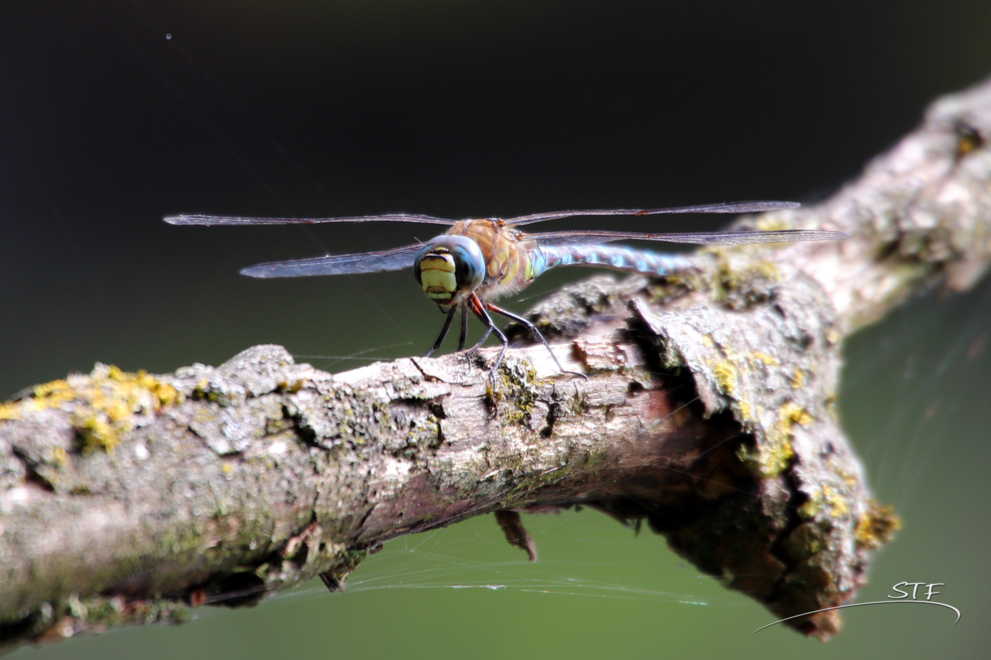 Le Biplan (Anax Empereur)., Fotografía por Etienne | Artmajeur
