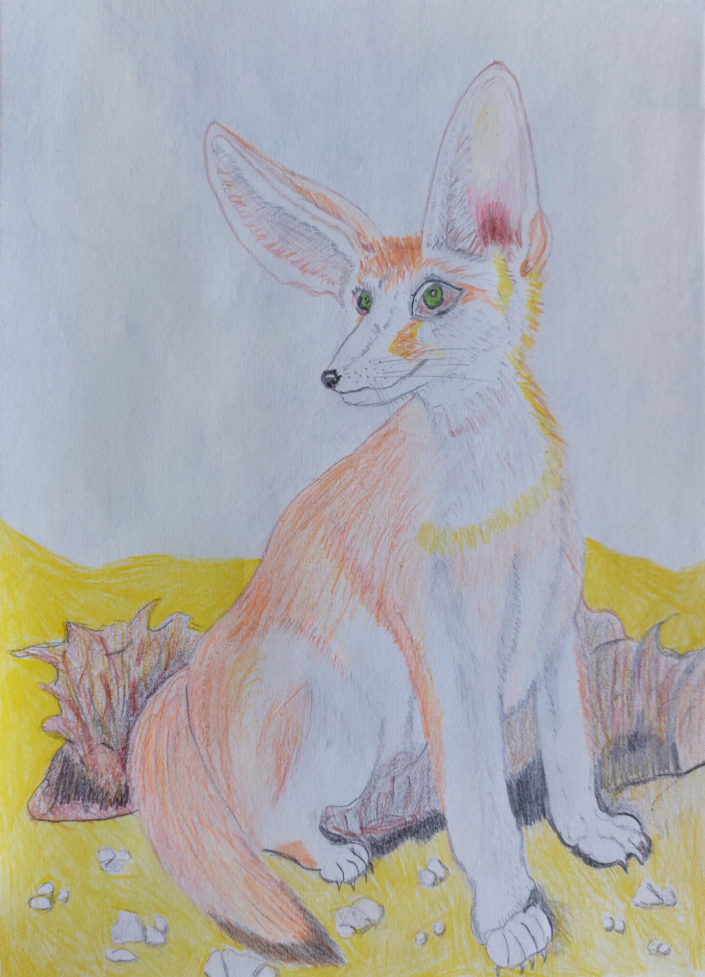 Desert Fennec Fox Drawing