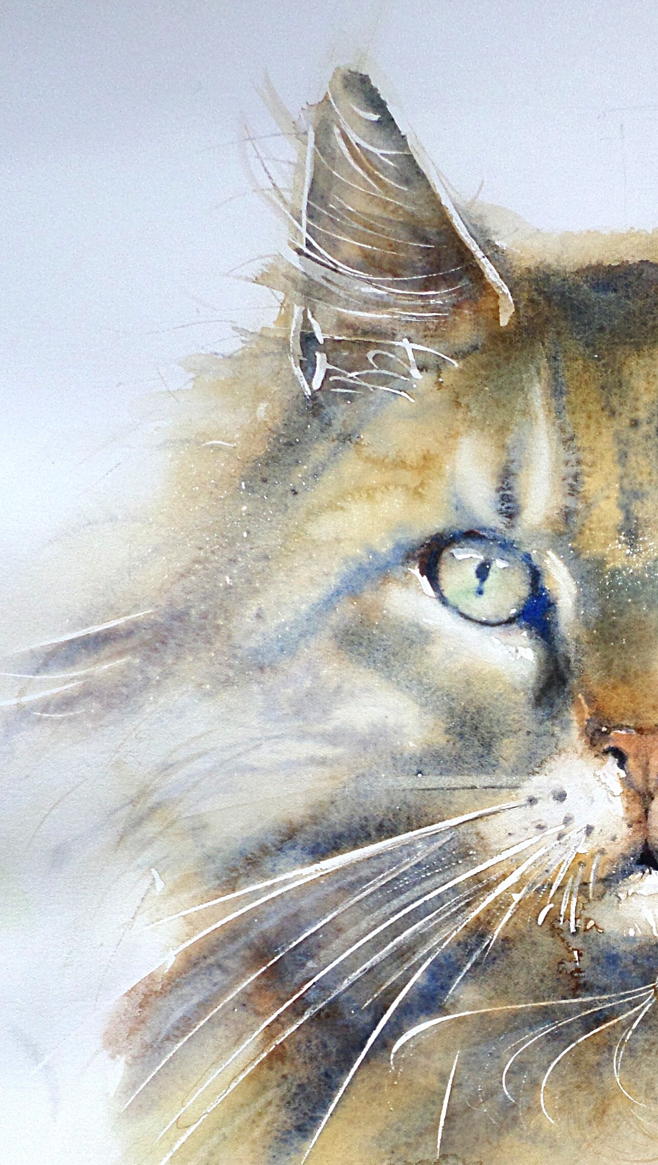 Maine Coon, Peinture par Muriel Mougeolle | Artmajeur
