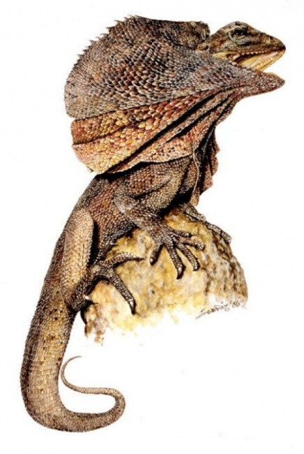 Australian Frilled Lizard Drawings
