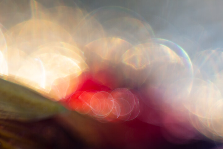 Julia Ruijter (Nederland), Hedendaagse fotograaf kunstenaar | Artmajeur