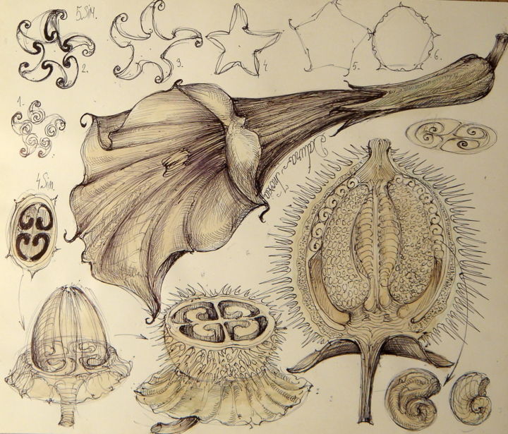 Datura Flower Drawing