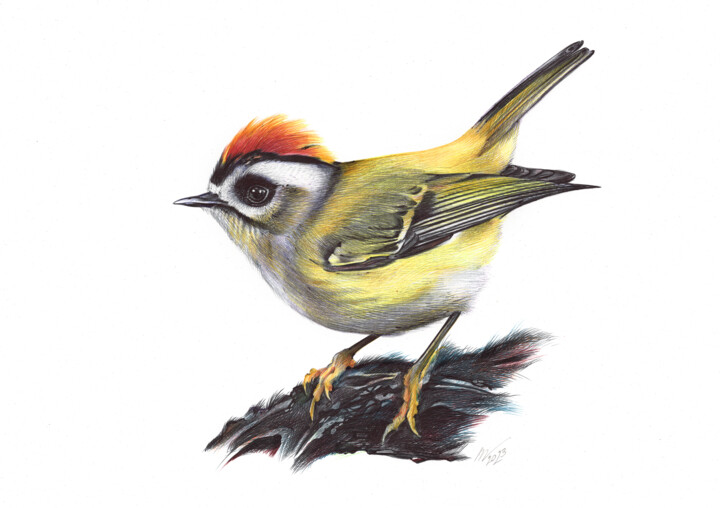 Common Firecrest (Realistic Ballpoint Pe, Dessin par Daria Maier | Artmajeur