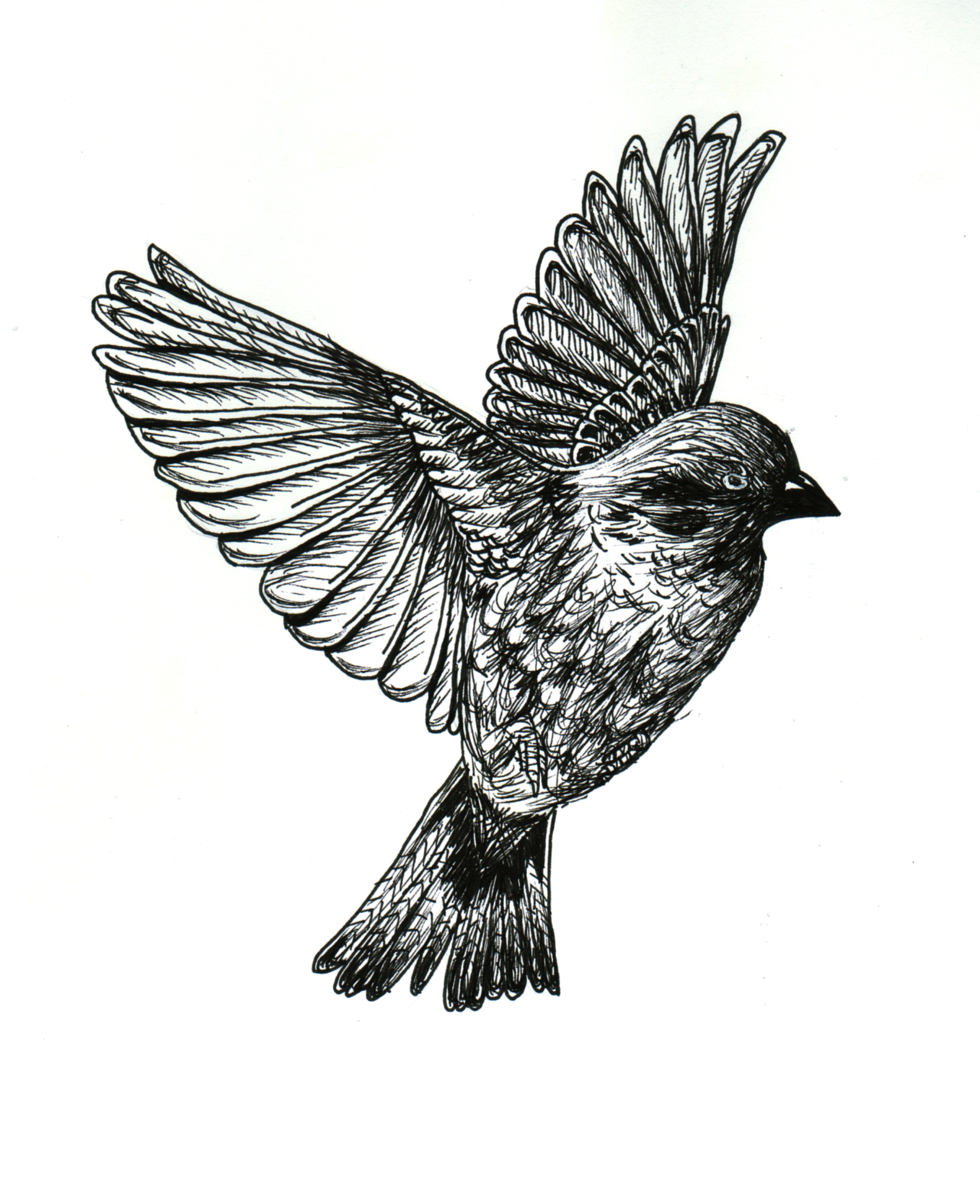 Oiseau (Valentine Fasquel)